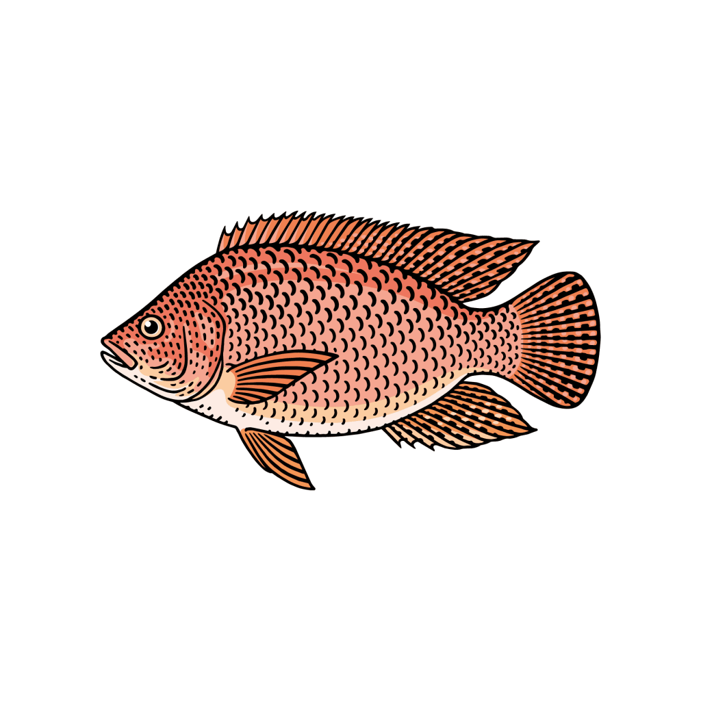 Learn About Red Snapper (Recipes Included!) - LGCM